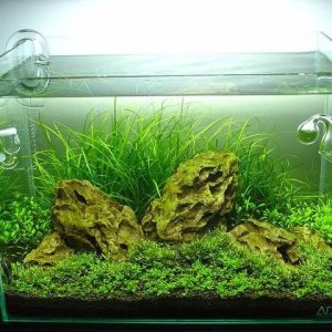 Keeping Fish Simple - Your One-Stop Resource for Happy Fish